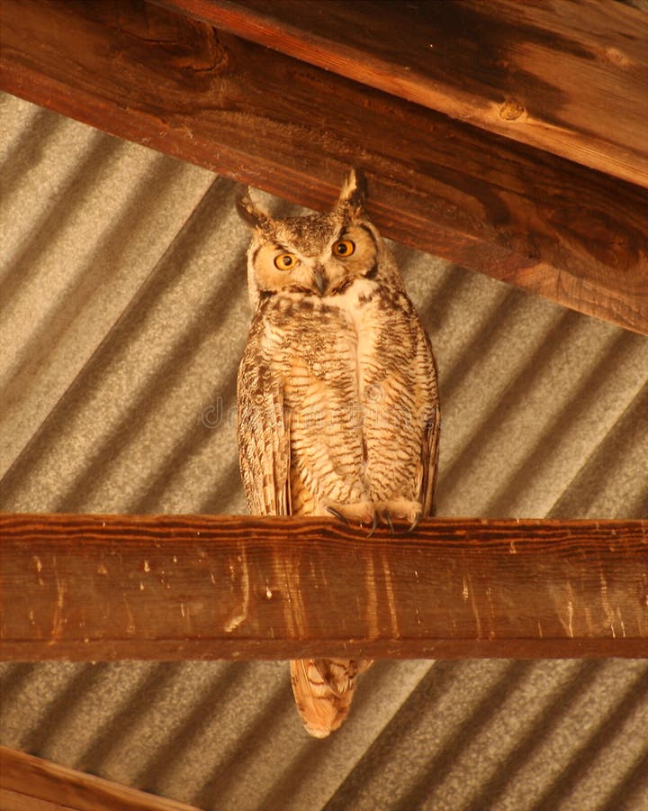 A Roosting Great Horned Owl Stock Image - Image of fauna, face: 4675779