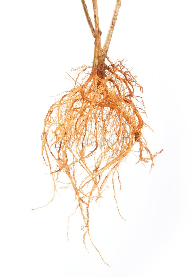 1,463 Underground Root System Stock Photos - Free & Royalty-Free Stock ...