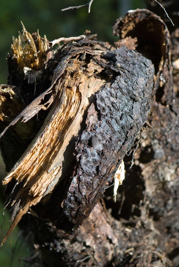 Root stock image. Image of macro, broken, forest, tree - 11376629