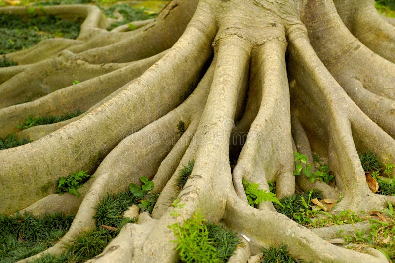 Root stock image. Image of root, support, teamwork, cause - 3367597