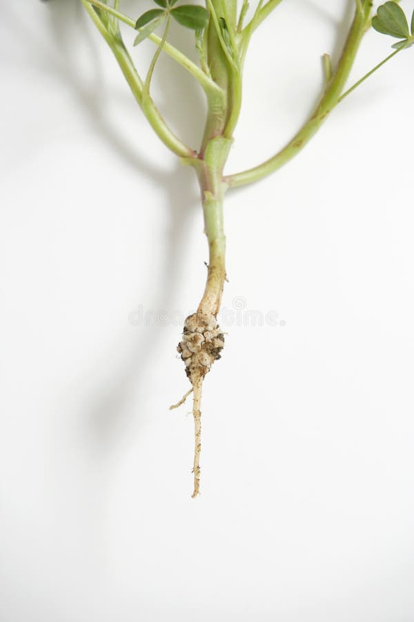 Acorn sprouting stock photo. Image of root, sprout, vegetation - 13546726