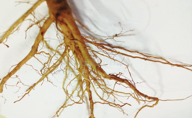 Root stock photo. Image of natural, organic, root, herbal - 96989542