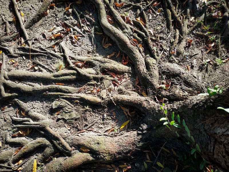 Acacia Tree Root System