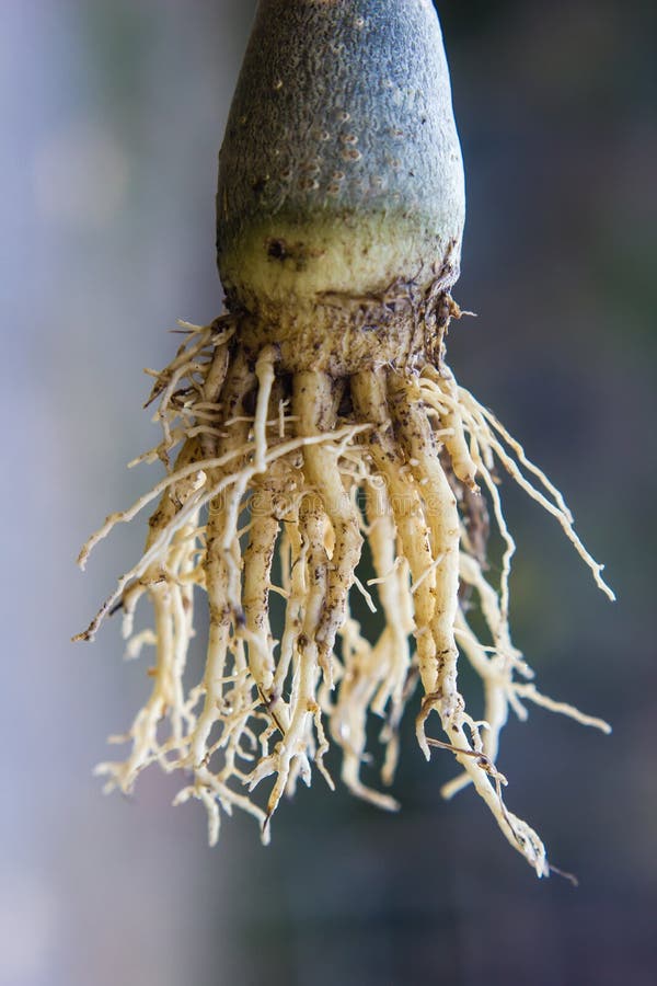 Adenium Root stock image. Image of azalea, design, impala - 38556215