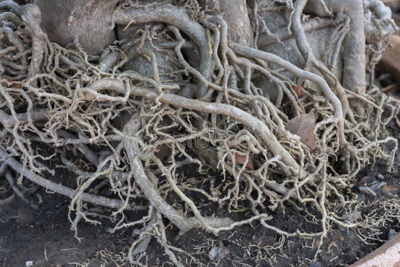 209 Adenium Root Stock Photos - Free & Royalty-Free Stock Photos from ...