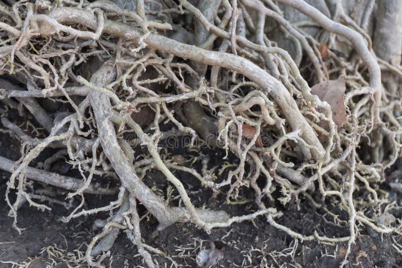 Adenium Root Plant - Adenium Obesum Stock Image - Image of tree, spring ...