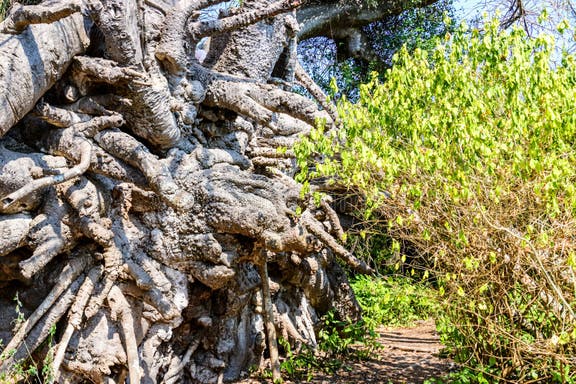 Root of the African Baobab Tree (adansonia Digitata Stock Photo - Image ...