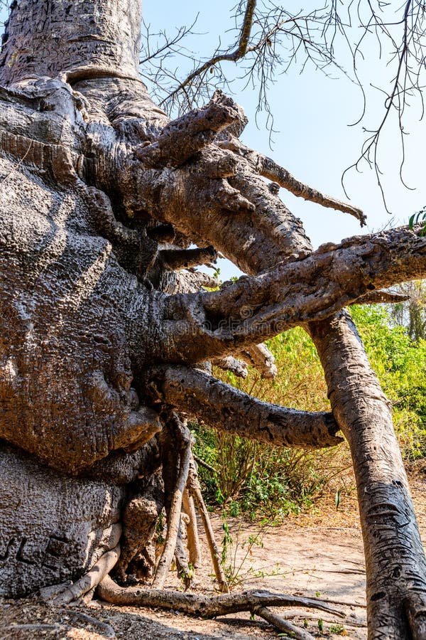 Root of the African Baobab Tree (adansonia Digitata Stock Photo - Image ...