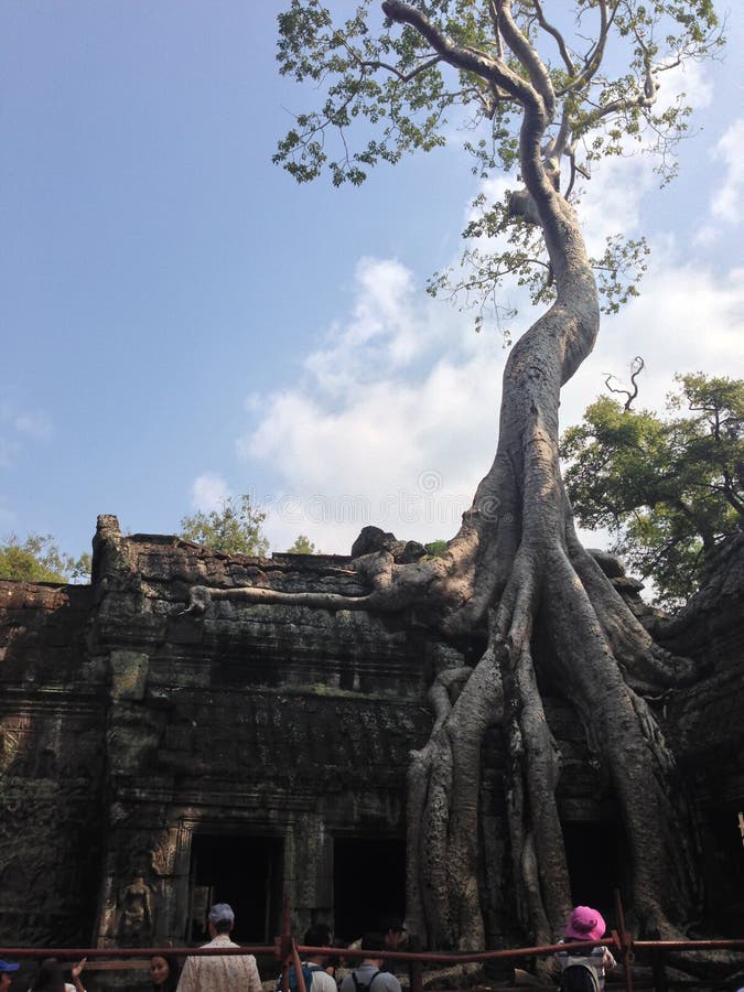Root of Ancient Banyan Tree in Angkor Wat, Cambodia Editorial Stock ...