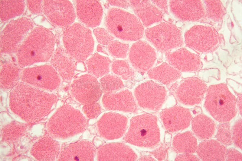 Rhizobium Microscope