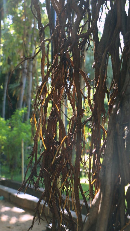 Root of a baniyan tree. stock photo. Image of nature - 232398736