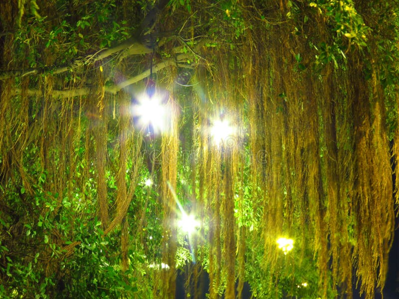 Root banyan night light stock image. Image of root, light - 100052703