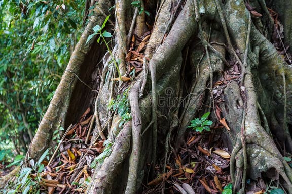 Root of Banyan Tree in Bali Stock Photo - Image of branch, bali: 186156902