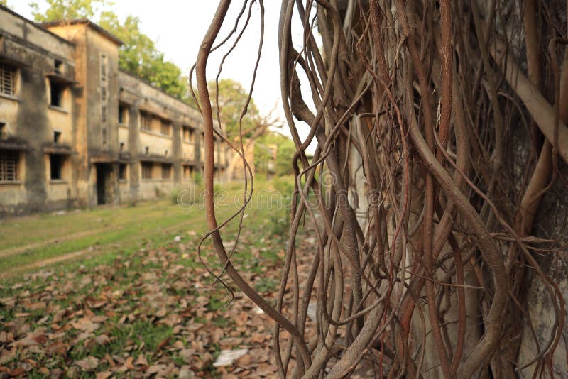 The Root of a Banyan Tree Climbing Over an Old Broken Building. Stock ...