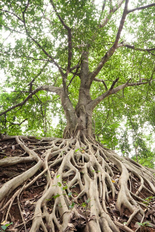 Root of banyan tree. stock image. Image of botanic, garden - 45016209