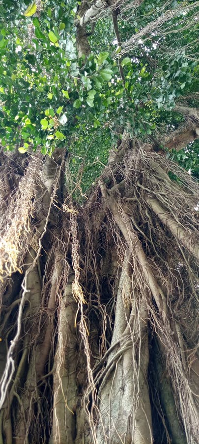 The Root of the Banyan Tree is Very Unique Stock Photo - Image of ...