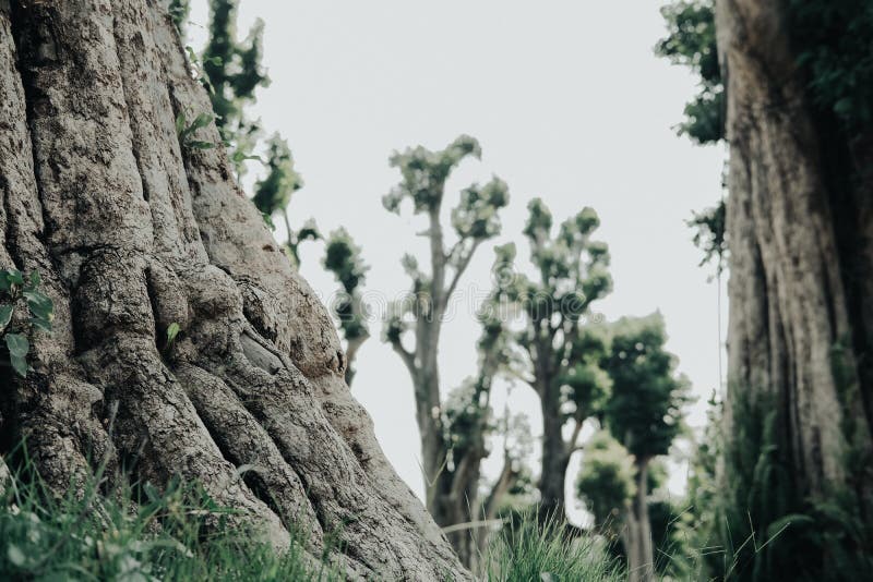Root Base of Big Tree on Green Grass Stock Photo - Image of summer ...