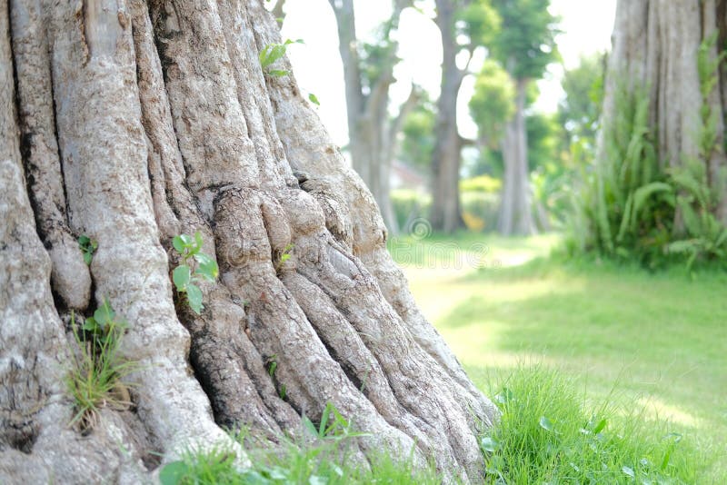 Root Base of Big Tree on Green Grass Stock Photo - Image of natural ...
