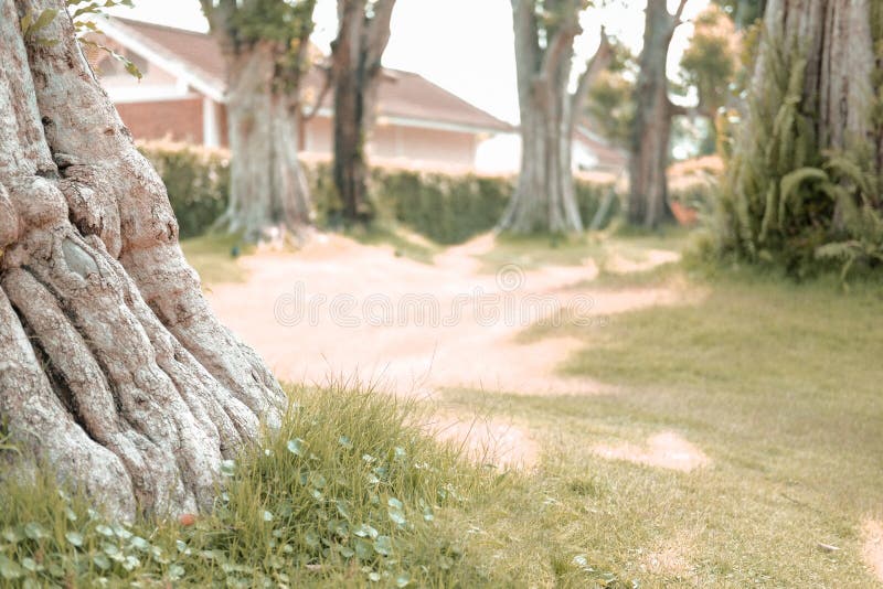 Root Base of Big Tree on Green Grass Stock Photo - Image of roots ...