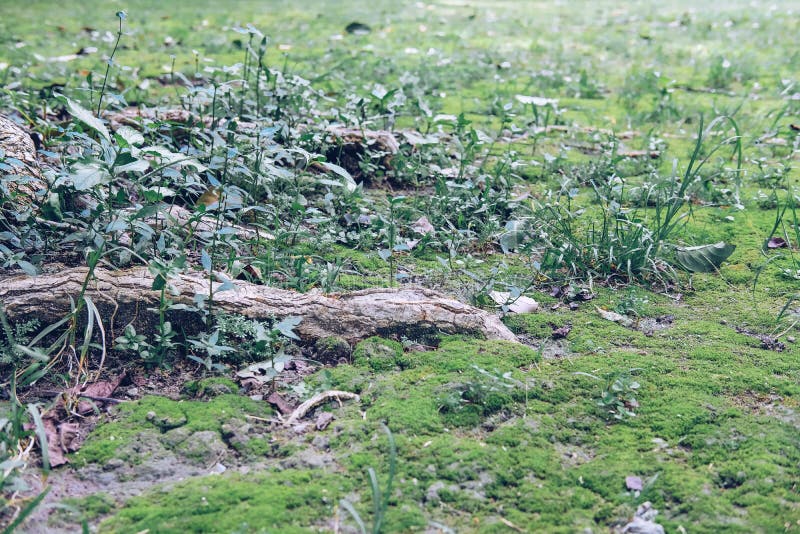 Root Base of Big Tree on Green Moss Stock Photo - Image of growth, base ...