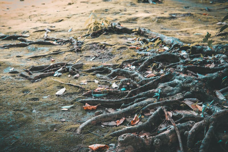 Root Base of Big Tree on Green Moss Stock Photo - Image of wood, brown ...