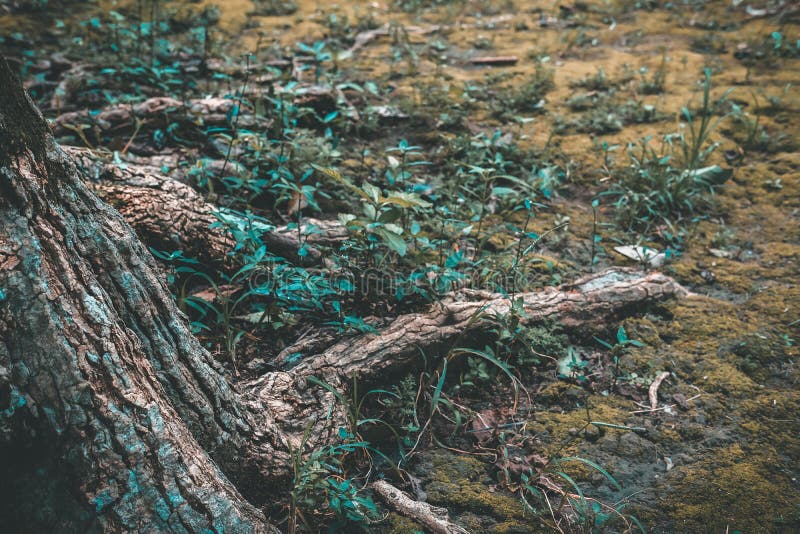 Root Base of Big Tree on Green Moss Stock Image - Image of fresh ...
