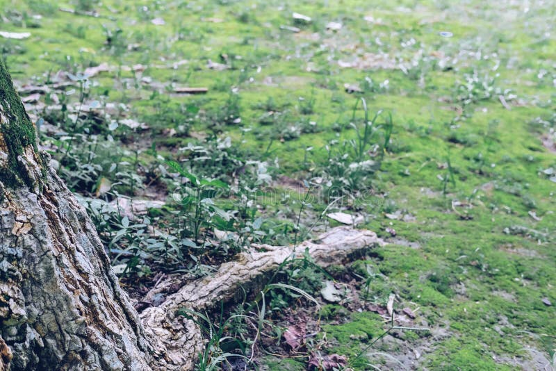 Root Base of Big Tree on Green Moss Stock Image - Image of green, plant ...