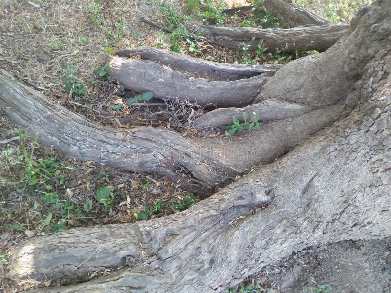 Root of bay fig tree, stock image. Image of tree, large - 202768057