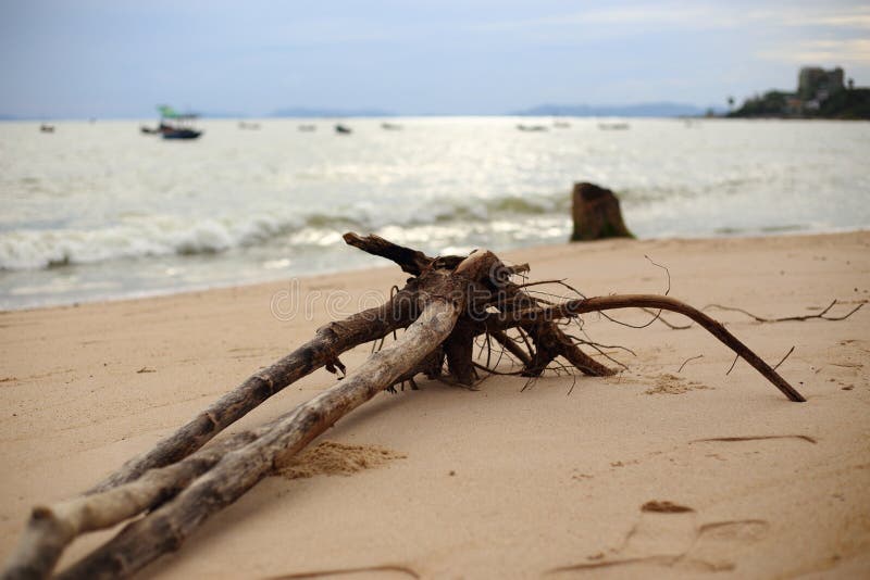 Root and beach stock photo. Image of romantic, nature - 71607142