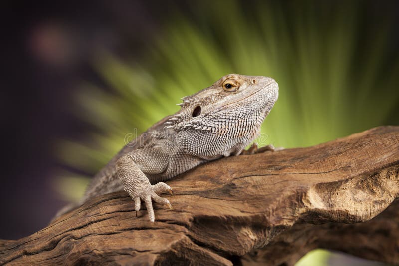 Lizard Root, Bearded Dragon on Green Background Stock Photo - Image of ...