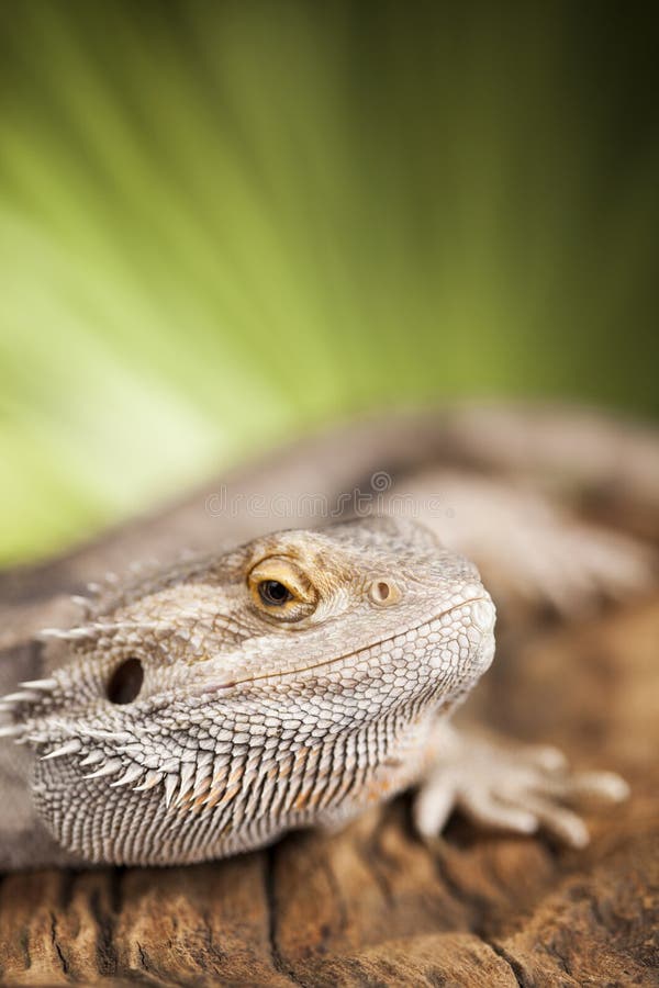 Lizard stock photo. Image of colorful, color, animals - 2926572