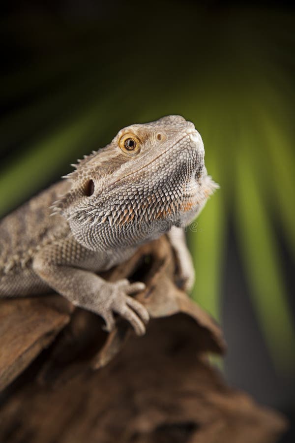 Lizard Root, Bearded Dragon on Green Background Stock Image - Image of ...