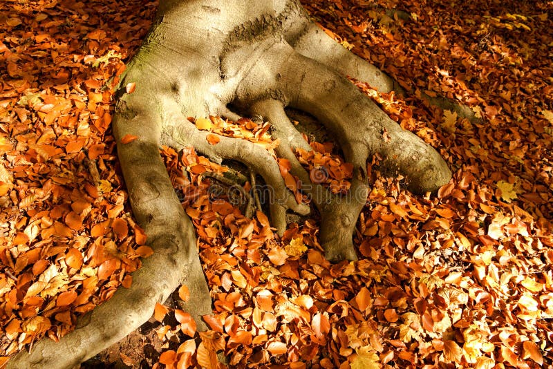 Root of beech stock photo. Image of outdoors, branch - 46437240