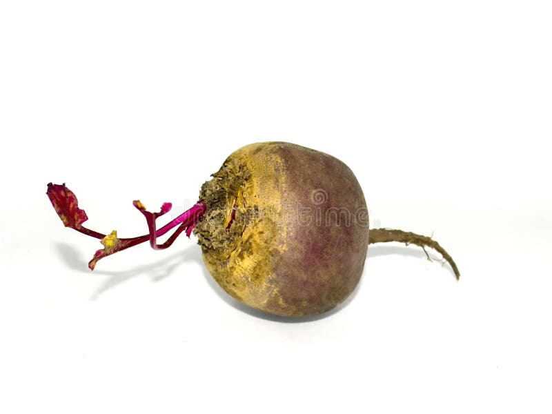 Root Beet Root stock image. Image of white, crop, dietary - 111517153