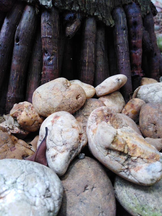 Root betel&stone stock image. Image of nature, root - 155969777