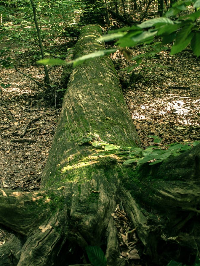 The Root of a Big Fallen Tree Stock Photo - Image of forest, outdoors ...