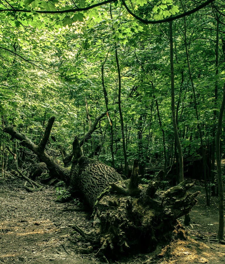 The Root of a Big Fallen Tree Stock Photo - Image of environment, fell ...