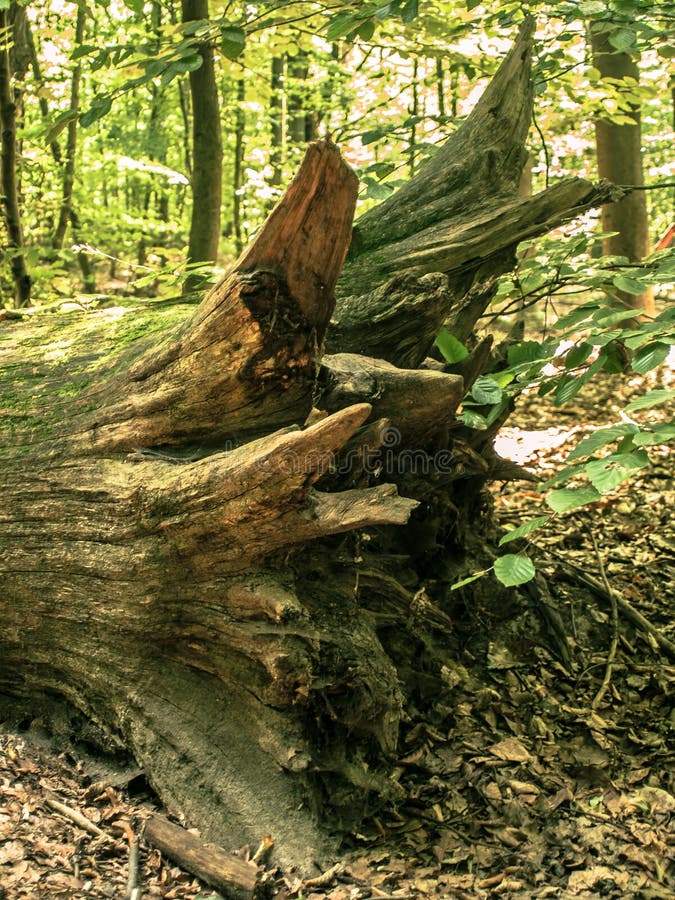 The Root of a Big Fallen Tree Stock Photo - Image of national, coast ...