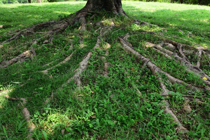 Root stock image. Image of life, travel, root, beauty - 70862309