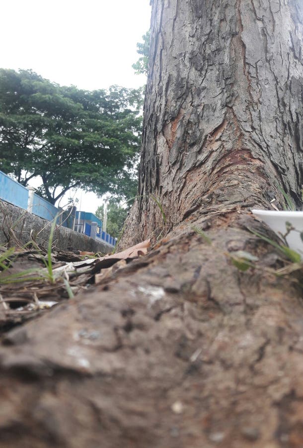 Root of the Big Tree with Blue Fence Stock Photo - Image of green ...