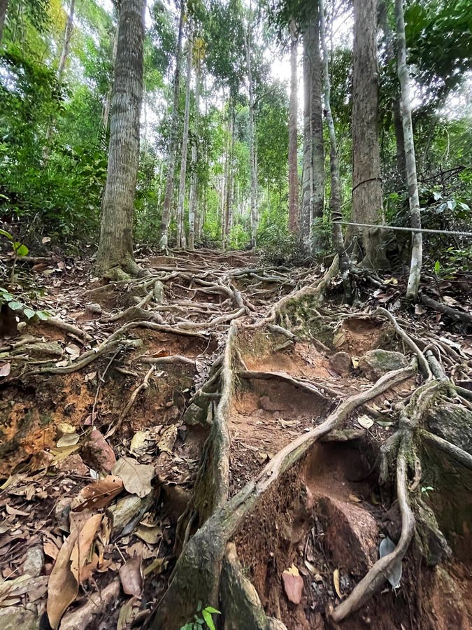 Root stock image. Image of branch, environment, silhouette - 288032517