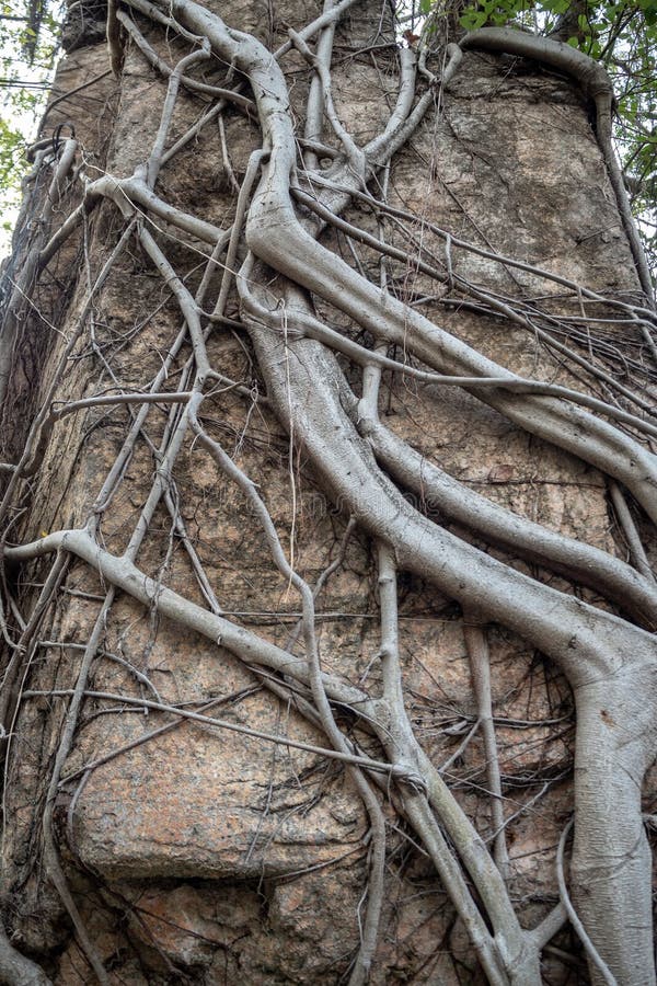 Root of Big Tree Climb on Rough Rock Wall for Background Stock Image ...