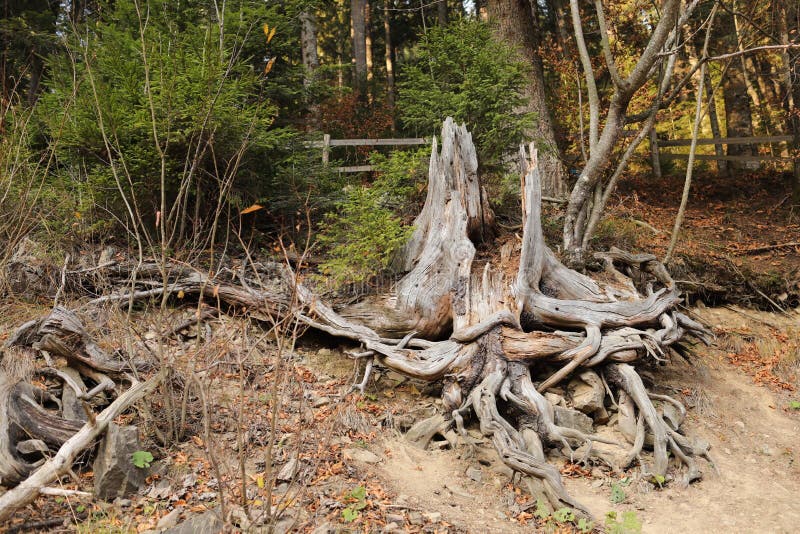 Root of the Big Tree after it is Cut Down a Tree and Dug Root Up Stock ...