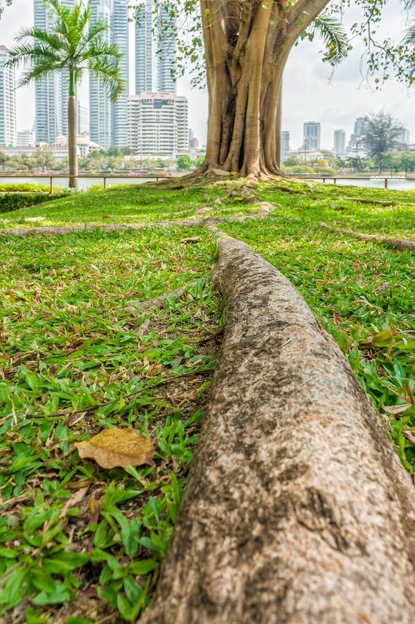 Root of a Big Tree on Lawn in Public Park Stock Image - Image of ...