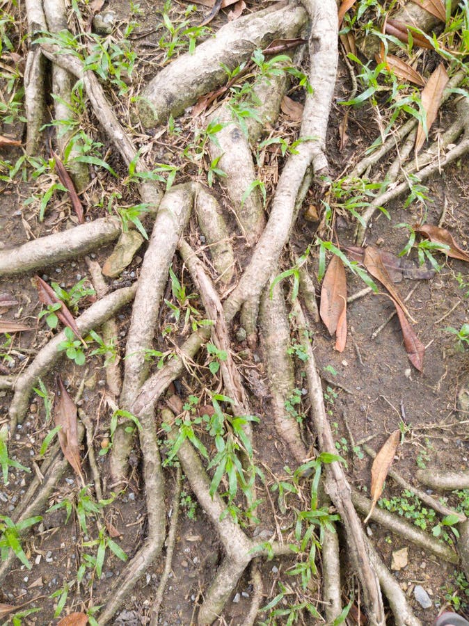 The root of the big tree stock image. Image of forest - 191888795