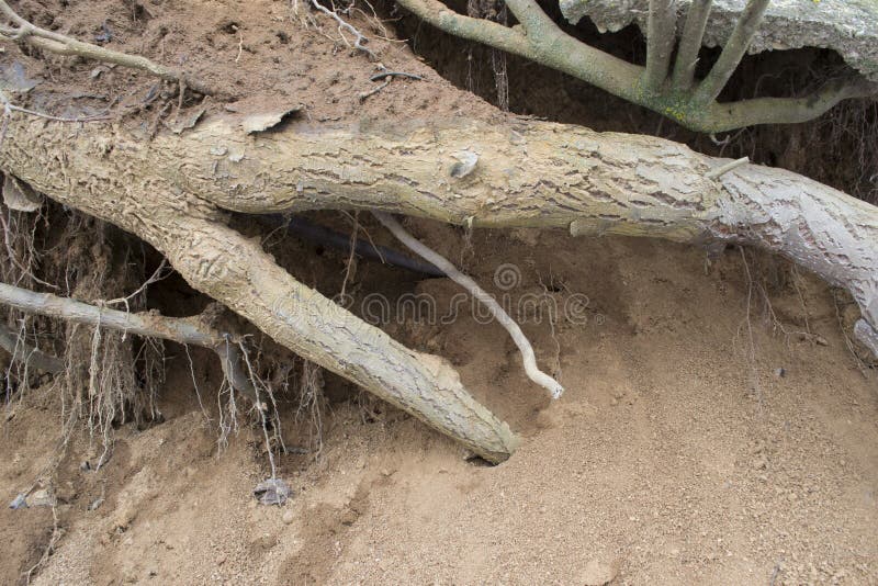 The Root of Big Tree in the Sand Stock Image - Image of dark, texture ...
