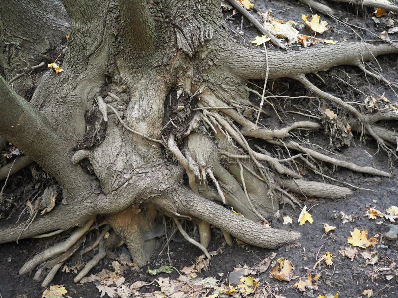 The Root of a Big Tree and Some Grass on the Ground Stock Image - Image ...