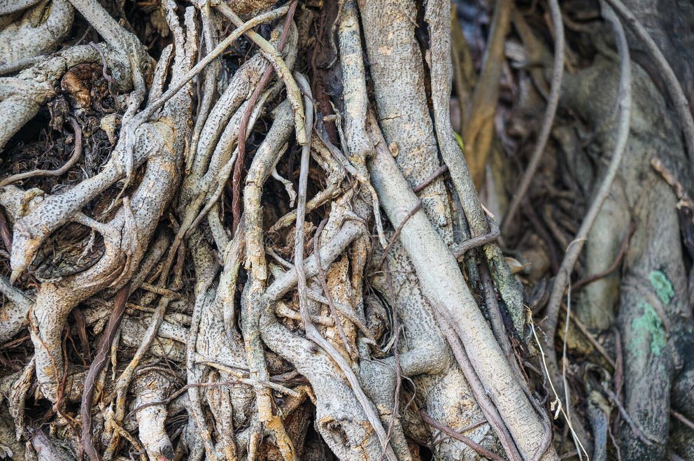 The root of bo tree stock photo. Image of texture, style - 57255168