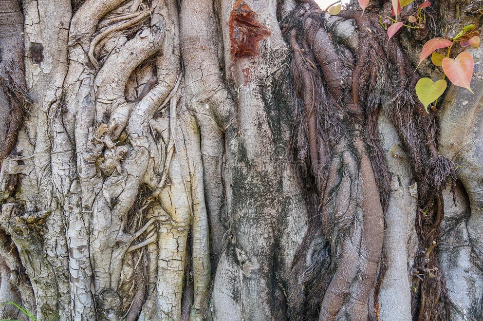 The root of bo tree stock photo. Image of pipal, texture - 57255492