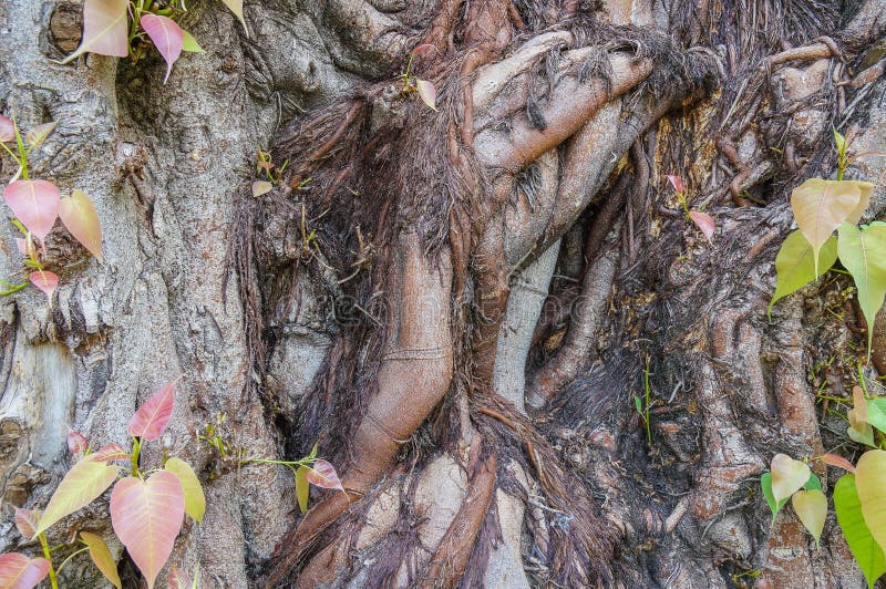 The root of bo tree stock image. Image of texture, beautiful - 57256269